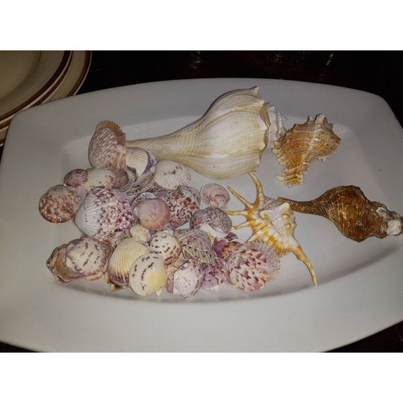 No Brand | Accents | Handgatheredunusual Sea Shells Conch Spider Conch ...